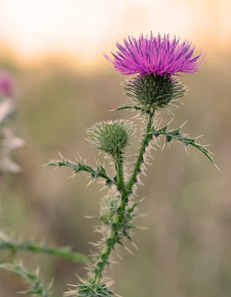 The Machrie | Hospitality & Leisure Branding | Steve Edge Design